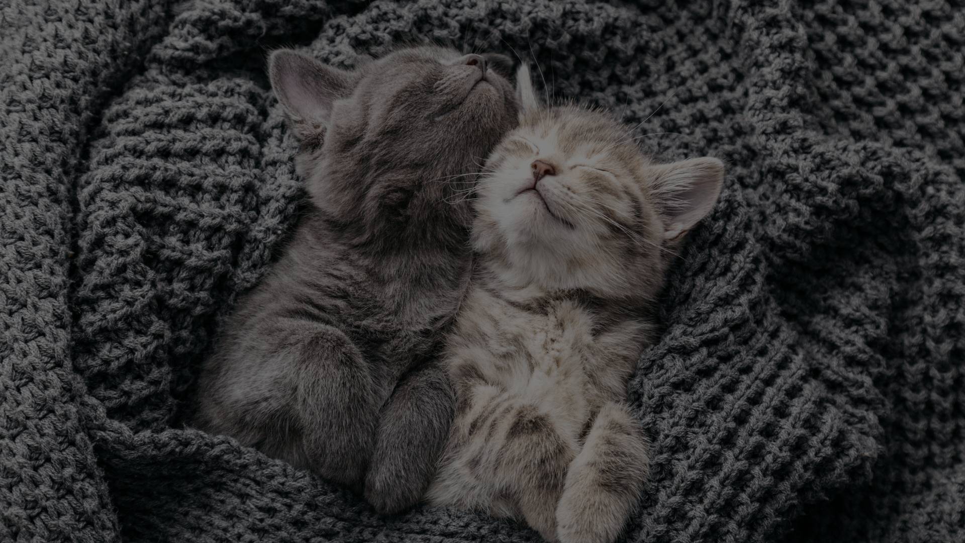 Team - Vet in Wausau | Wausau Animal Hospital